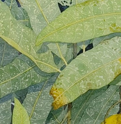 Mangoes series on paper by Zaharuddin Sarbini – PRO ART & FRAME