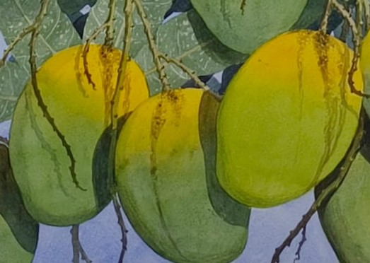 Mangoes series on paper by Zaharuddin Sarbini – PRO ART & FRAME